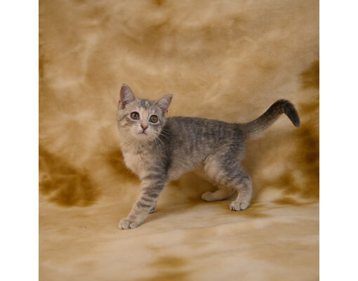 Slinger, WI - Domestic Shorthair/Domestic Mediumhair. Meet RABBIT a Pet ...