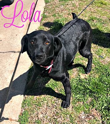 Cushing, OK - Labrador Retriever. Meet Lola a Pet for Adoption ...
