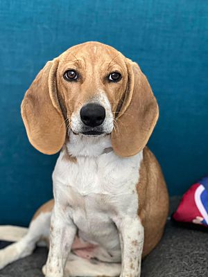 New York, NY - Beagle/Hound (Unknown Type). Meet Yogurt a Pet for ...
