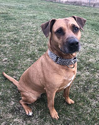 West Allis, WI - Black Mouth Cur/Rhodesian Ridgeback. Meet Mia ...