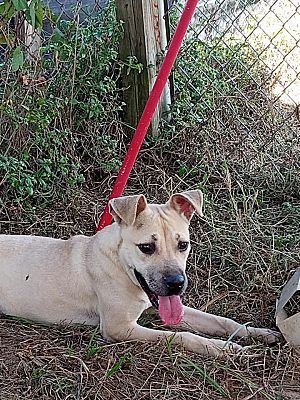 Inverness, FL - Black Mouth Cur/Mixed Breed (Medium). Meet Erica a Pet ...