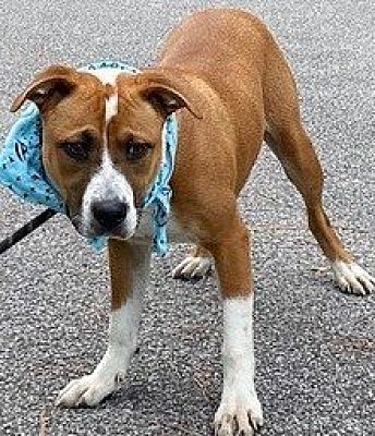 newfoundland, PA - Boxer/Basenji. Meet Teddy a Pet for Adoption ...