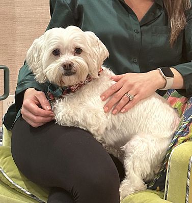 Wilmington, NC - Maltese/Mutt. Meet Puff a Pet for Adoption - AdoptaPet.com