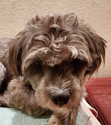 Tucson, AZ - Shih Tzu/Cockapoo. Meet ROADIE a Pet for Adoption ...