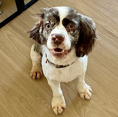 Flushing, NY - Cocker Spaniel. Meet Romeo a Pet for Adoption ...