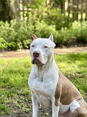 Wheaton, IL - American Pit Bull Terrier. Meet Baby Boi a Pet for ...
