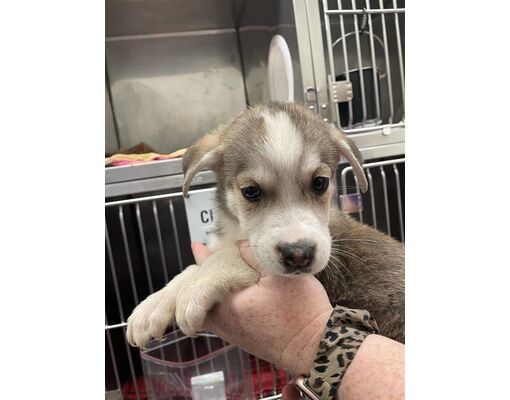 Waco, TX - German Shepherd Dog. Meet BRUCE a Pet for Adoption ...