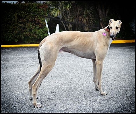 North Port, FL - Greyhound. Meet Pete E Wolf Tail a Pet for Adoption ...