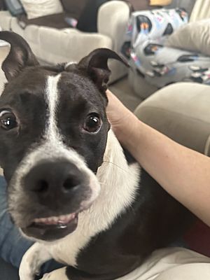 Las Vegas, NV - Boxer/Rat Terrier. Meet Smiley and Parrot a Pet for ...