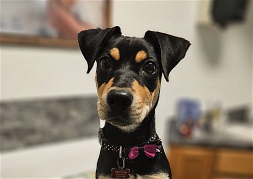 Marble Falls, TX - Doberman Pinscher/Labrador Retriever. Meet Josie a ...