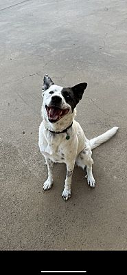 Waxahachie, TX - Great Pyrenees/Australian Cattle Dog. Meet Tom a Pet ...