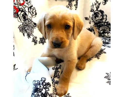 Chantilly, VA - Labrador Retriever. Meet Sweet Vanilla a Pet for ...