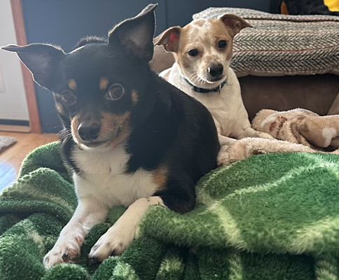 Crown Point, IN - Chihuahua. Meet Ellie a Pet for Adoption - AdoptaPet.com