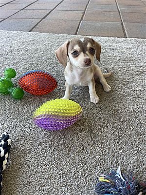 Glendale, AZ - Chihuahua. Meet Aspen a Pet for Adoption - AdoptaPet.com