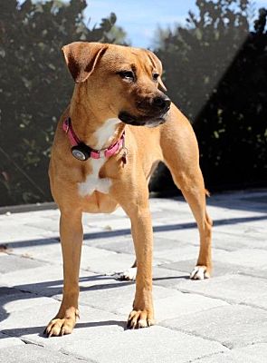 Plantation, FL - Rhodesian Ridgeback/Black Mouth Cur. Meet Bailey a Pet ...