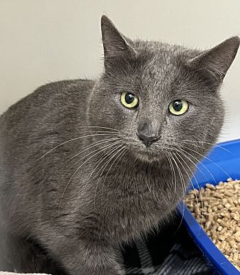 Sheboygan, WI - Domestic Shorthair. Meet Edward a Pet for Adoption ...