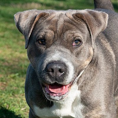 Troy, OH - Shar Pei/American Pit Bull Terrier. Meet Sissy a Pet for ...