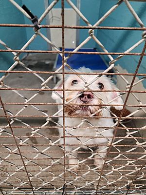 Lafayette, TN - Maltese. Meet Steven a Pet for Adoption - AdoptaPet.com