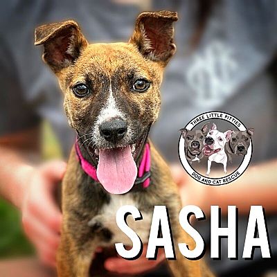 Twin Falls, ID - Labrador Retriever. Meet Sasha Lilac a Pet for ...