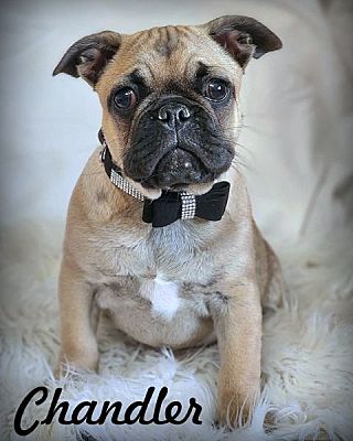 Anaheim Hills, CA - French Bulldog/Pug. Meet Chandler a Pet for ...