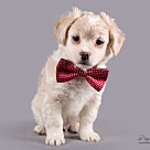 Papillon Puppies - Papillon Rescue and Adoption Near You