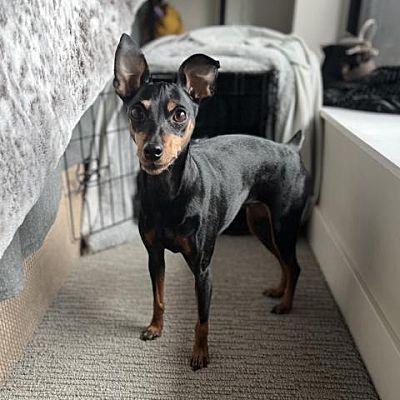 Rochester, MN - Miniature Pinscher. Meet Lola a Pet for Adoption ...