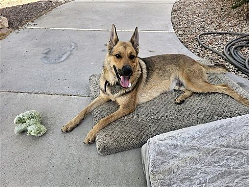 Phoenix, AZ - German Shepherd Dog. Meet Yogi (Courtesy post) a Pet for ...
