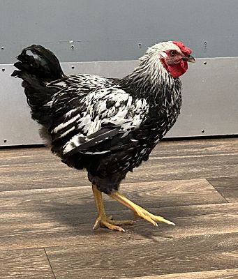 Escondido, CA - Chicken. Meet Roomba a Pet for Adoption - AdoptaPet.com