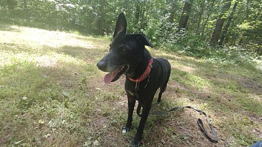 Jackson, GA - German Shepherd Dog/Border Collie. Meet Midnight a Pet ...