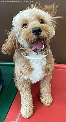 Katy, TX - Cockapoo. Meet Milo a Pet for Adoption - AdoptaPet.com