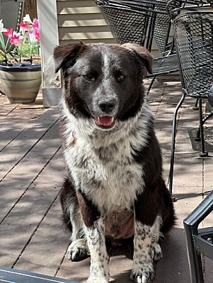 Denver, CO - Newfoundland/Australian Shepherd. Meet Larry a Pet for ...