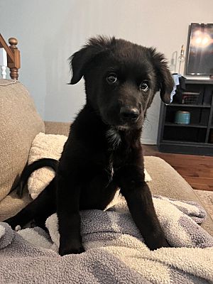 Fishkill, NY - Flat-Coated Retriever/Labrador Retriever. Meet DASH a ...