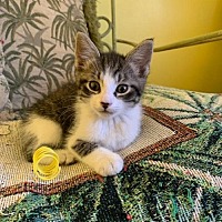 Keller's Kats Rescue Rochester, NY