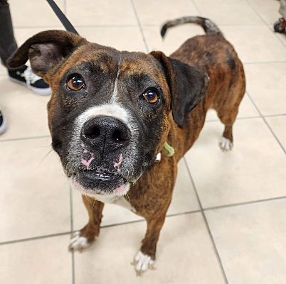 Greeneville, TN - Boxer. Meet 23656-A URGENT a Pet for Adoption ...