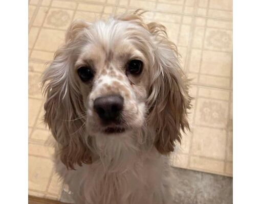 St. Charles, IL - Cocker Spaniel. Meet Detective a Pet for Adoption ...
