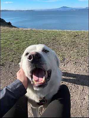 San Ramon, CA - Great Pyrenees/Labrador Retriever. Meet Max a Pet for ...