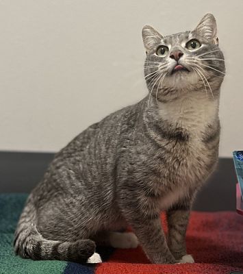 Sheboygan, WI - Domestic Shorthair. Meet Oatmeal a Pet for Adoption ...