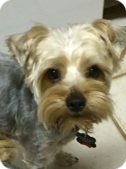 Edmond, OK - Yorkie, Yorkshire Terrier. Meet Jackson a Pet for Adoption ...
