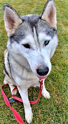 Emmett, ID - Husky. Meet Willow - (Adoption Sponsored) a Pet for ...