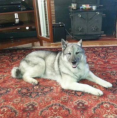 Seattle, WA - Norwegian Elkhound. Meet Gunner a Pet for Adoption ...