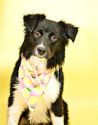 Holly Springs, MS - Border Collie. Meet Suzie a Pet for Adoption ...