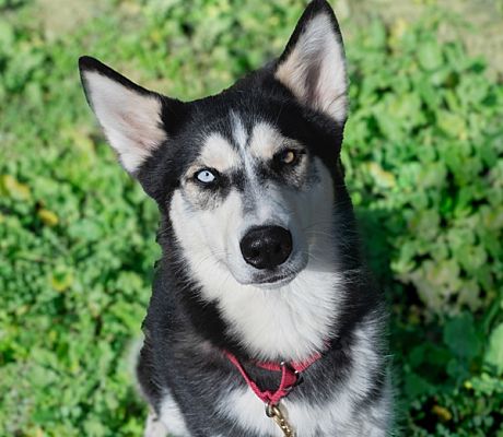 San Diego, CA - Siberian Husky. Meet Sunny a Pet for Adoption ...