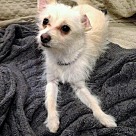 Maltere Puppies - Maltese Rescue and Adoption Near You