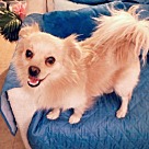 Pomeranian Puppies - Pomeranian Rescue and Adoption Near You