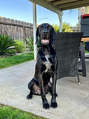 Porterville, CA - Bloodhound/German Shorthaired Pointer. Meet Oliver a ...