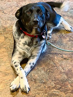 Brunswick, ME - Border Collie. Meet Stella a Pet for Adoption ...