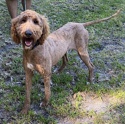 Orlando, FL - Goldendoodle. Meet Violet a Pet for Adoption - AdoptaPet.com