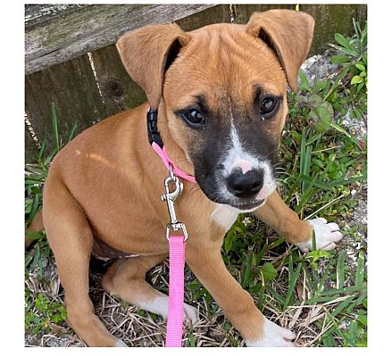 Port Charlotte, FL - Black Mouth Cur. Meet Rosie a Pet for Adoption ...