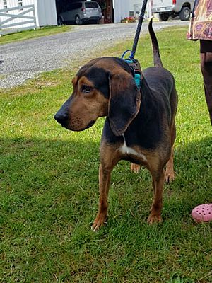 Monterey, VA - Hound (Unknown Type). Meet Davy a Pet for Adoption ...