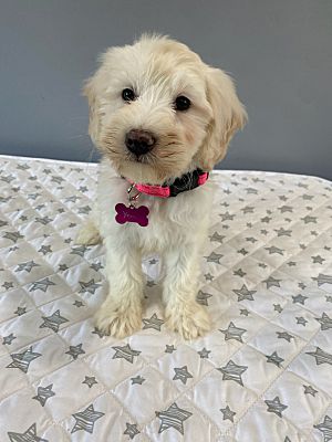 West Milford, NJ - Goldendoodle/Miniature Poodle. Meet Yen a Pet for ...